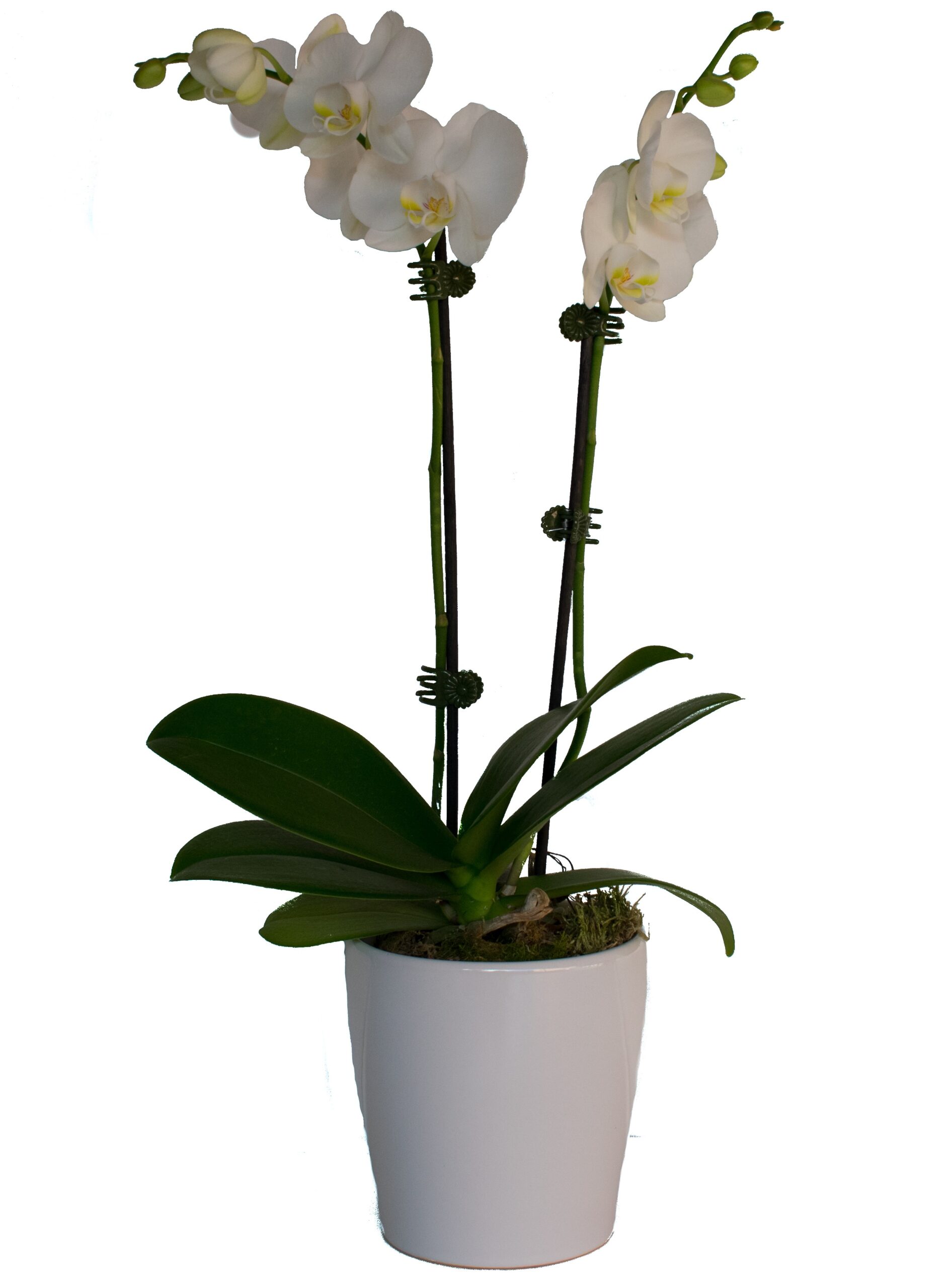Pippa Flowers | Orchid Plant In Container | Buy Orchid Plant Online ...