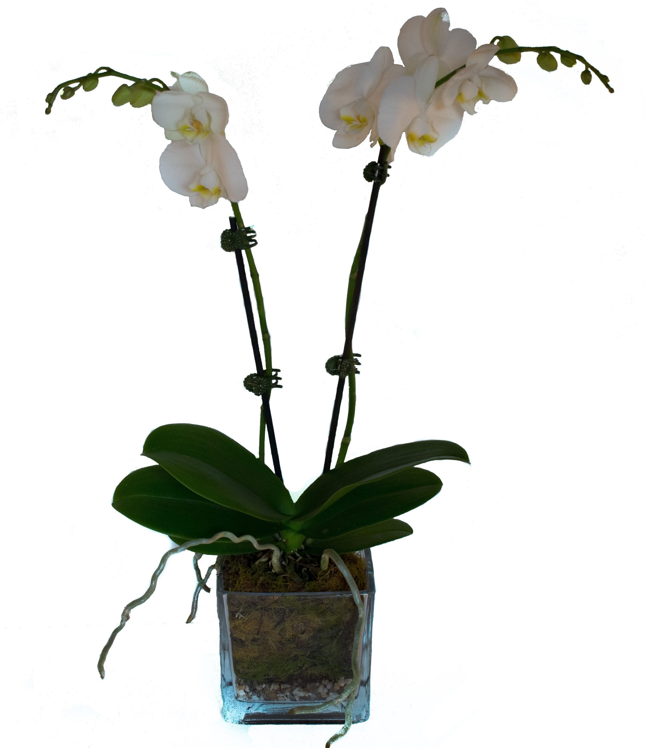 Pamela Flowering Plant | Flowering Plants As Gifts | Glass Orchid ...