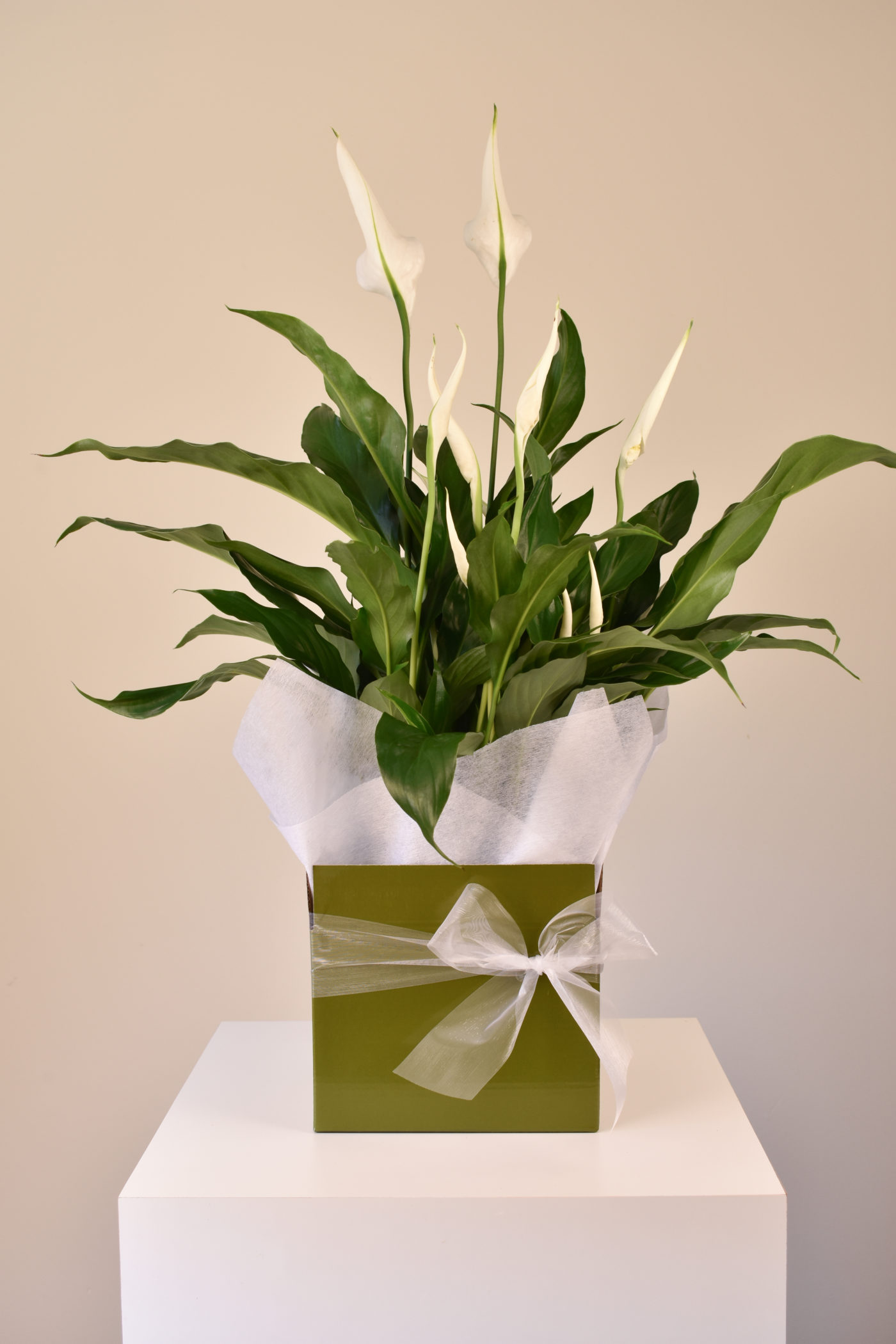 Buy Peace Flowers Online | Peace Romantic Flowers | Peace Flower ...